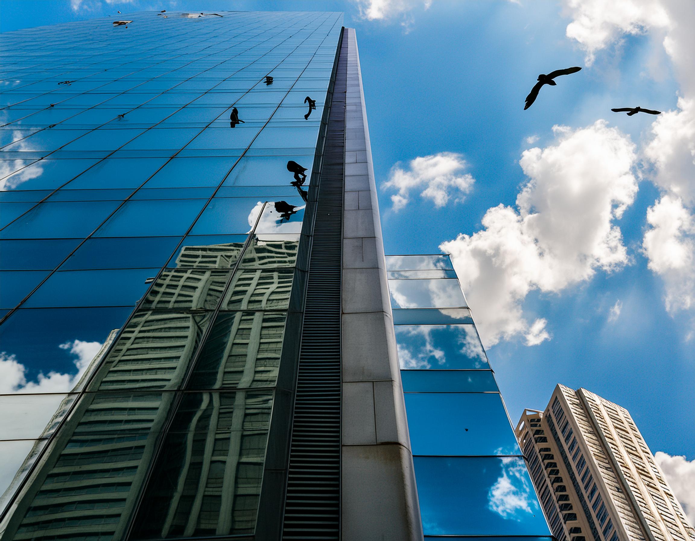 Importance of Bird Control Around Commercial Buildings - Dr Clean Air